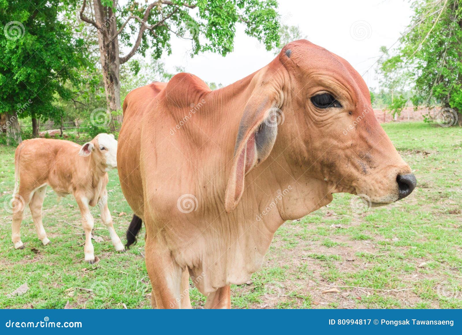 Young Calf on Grass in the Garden Stock Image - Image of baby, food ...