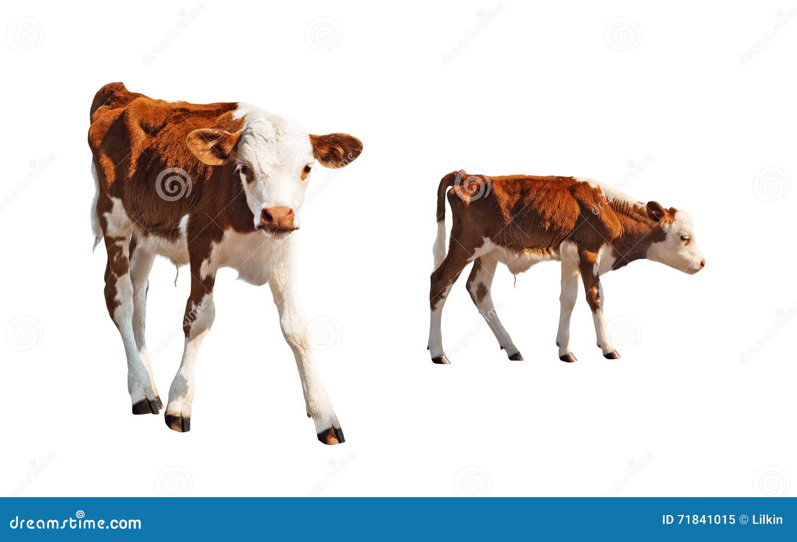 Young calf isolated stock image. Image of isolated, side - 71841015 Young calf isolated stock image. Image of isolated, side - 71841015