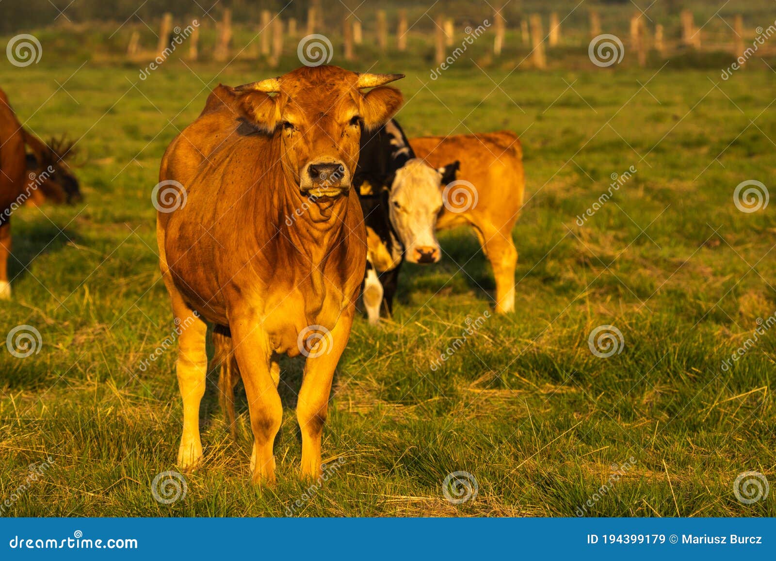 A Young Calf of Meat Breed in a Meadow on a Herd of Cows Stock Image ...