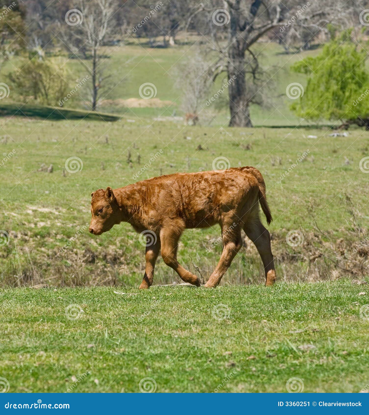 Young Calf Learn To Walk. A Cute Calf Stands In A Wooden Shed In The ...