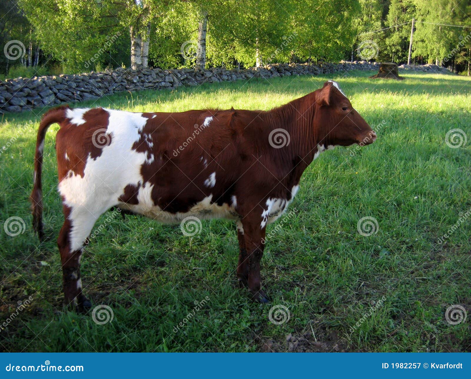 Young Calf in the Springtime. Stock Image - Image of cows, dairy: 1982257