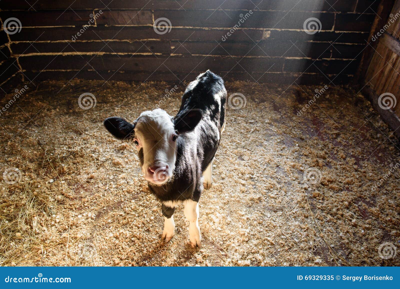 Young calf in the stable stock image. Image of straw - 69329335