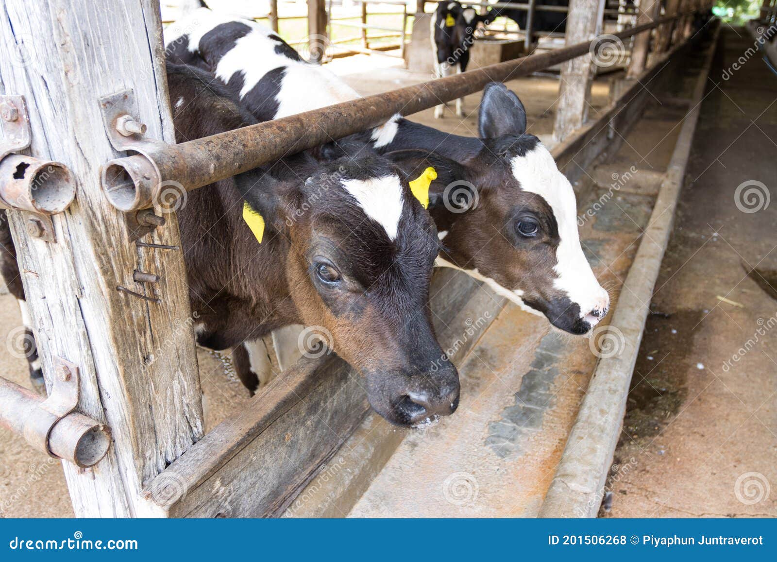 Young Calf Standing in the Paddock Stock Photo - Image of young, cows ...