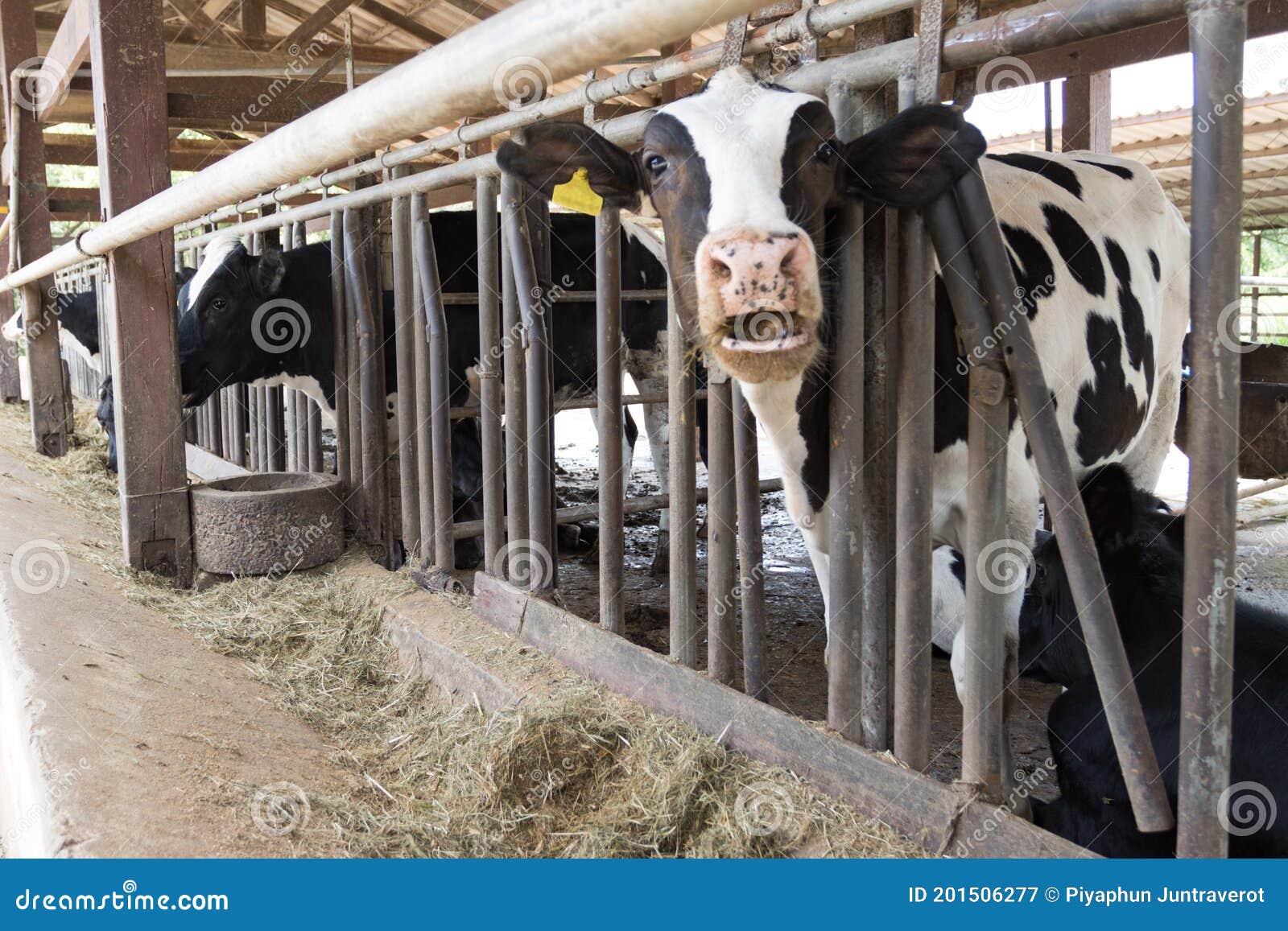 Young Calf Standing in the Paddock Stock Image - Image of industry ...