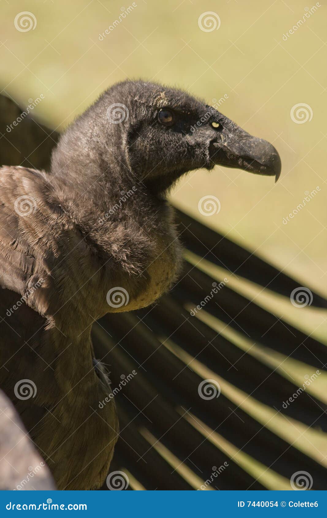 Young California Condor stock photo. Image of majestic - 7440054