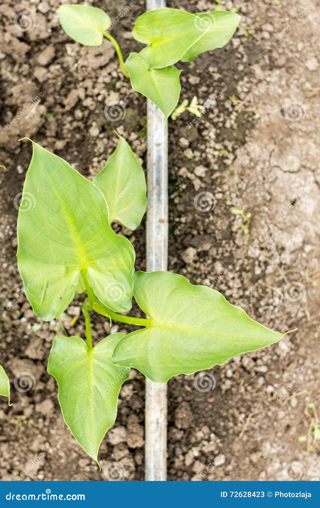 Young Calla Plant with Water Irrigation Stock Image - Image of leaves ...