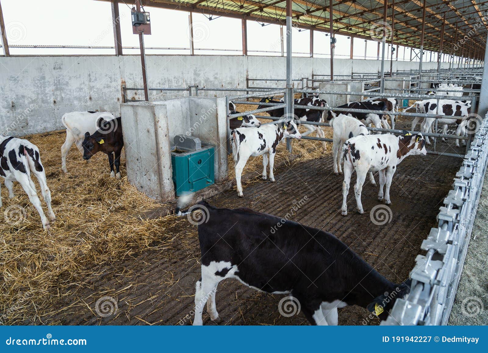Young Calves in Cowshed in Dairy Farm. Calves Stand on Stall Stock ...
