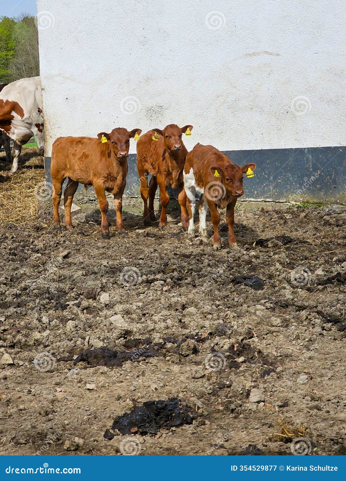 Young Calves on the Farm Group of Calves at a Stable Stock Image ...