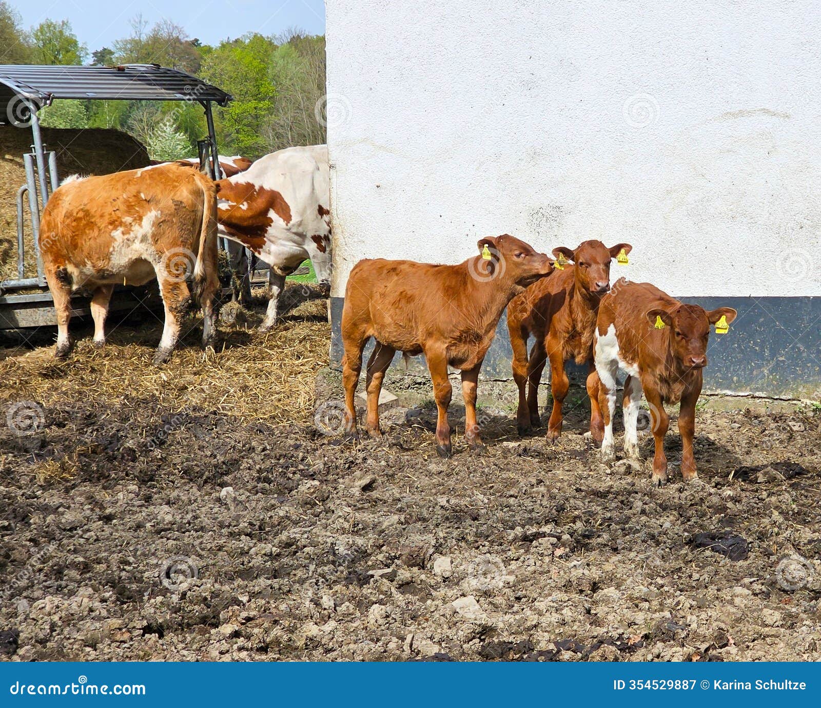 Young Calves on the Farm Group of Calves at a Stable Stock Image ...