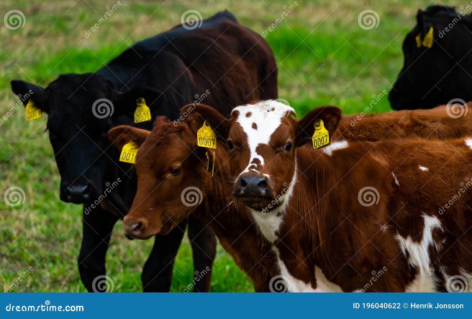 Young Calves on a Green Field Editorial Photography - Image of ...