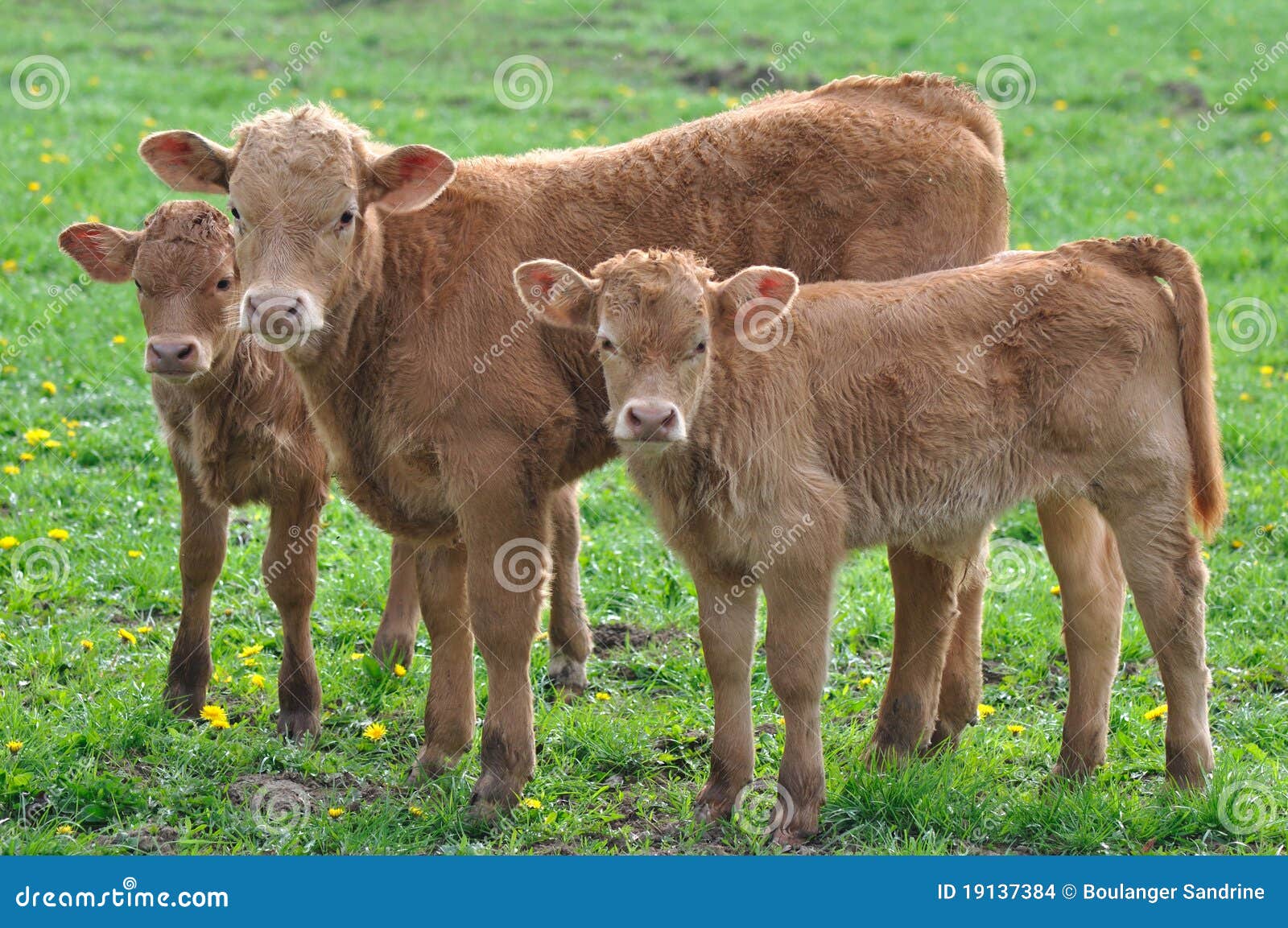 Young calves in a meadow stock photo. Image of calves - 19137384