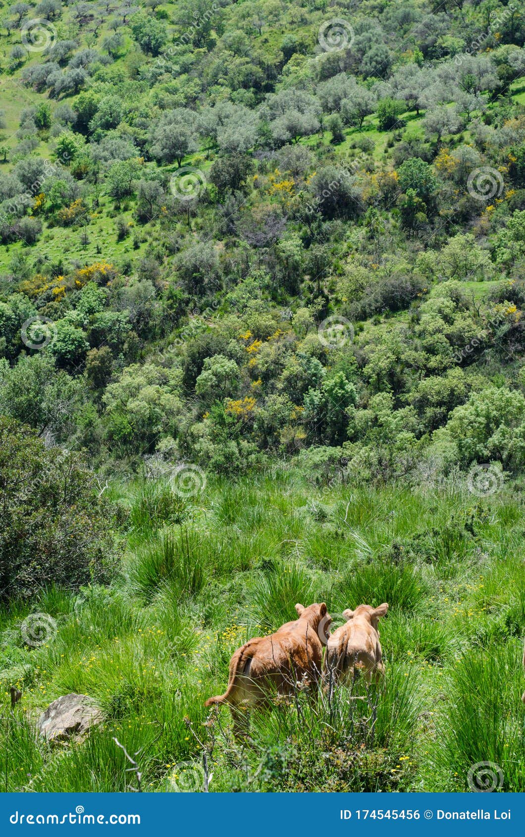 Young calves in nature stock photo. Image of wildlife - 174545456