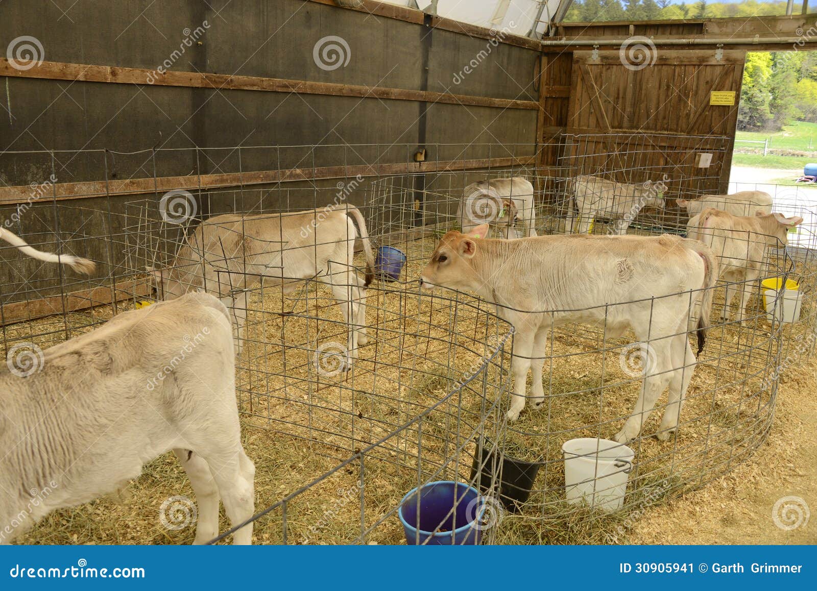 Young Calves stock image. Image of dairy, farm, calves - 30905941