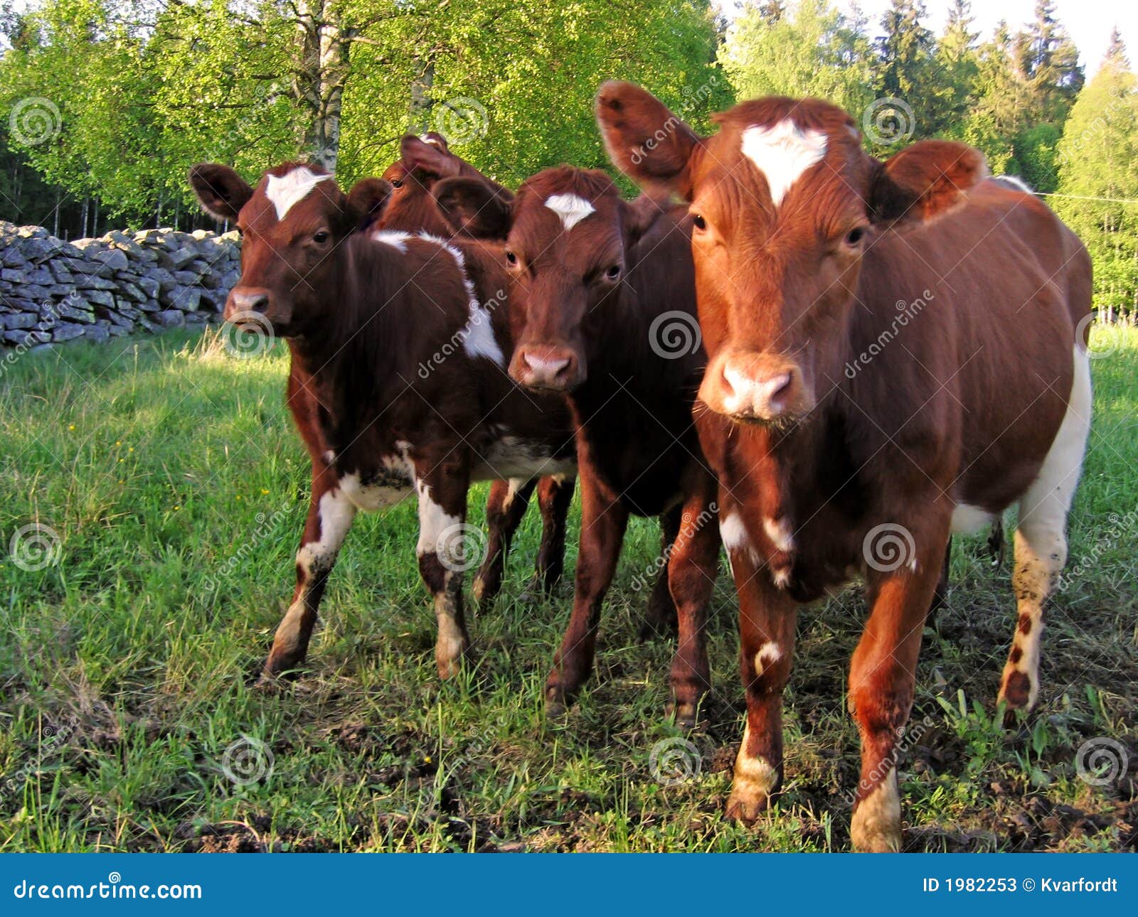 Young Calves in the Springtime. Stock Image - Image of farming, gaze ...