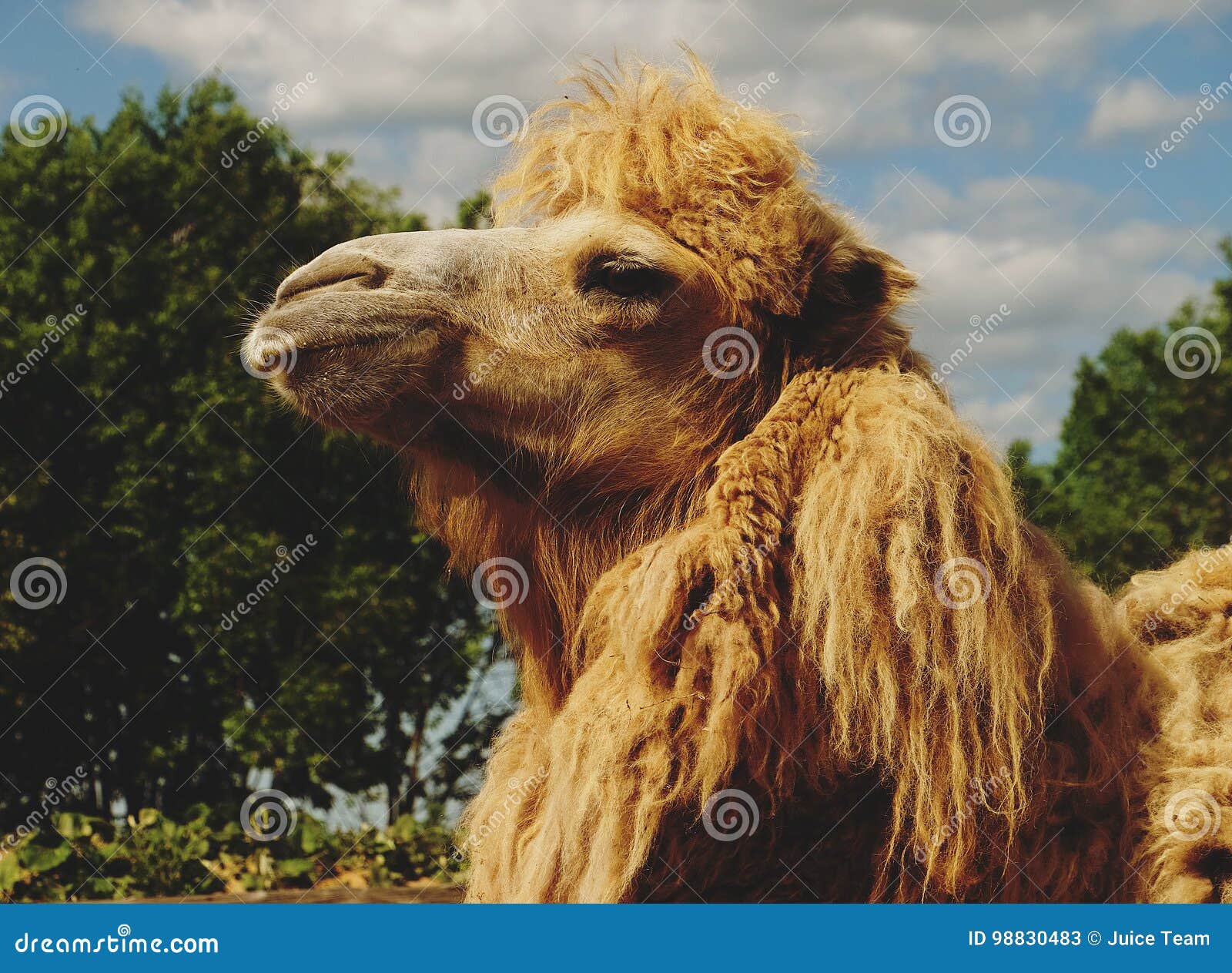 Camel on Green Grass, Summer Stock Image - Image of bactrianus ...