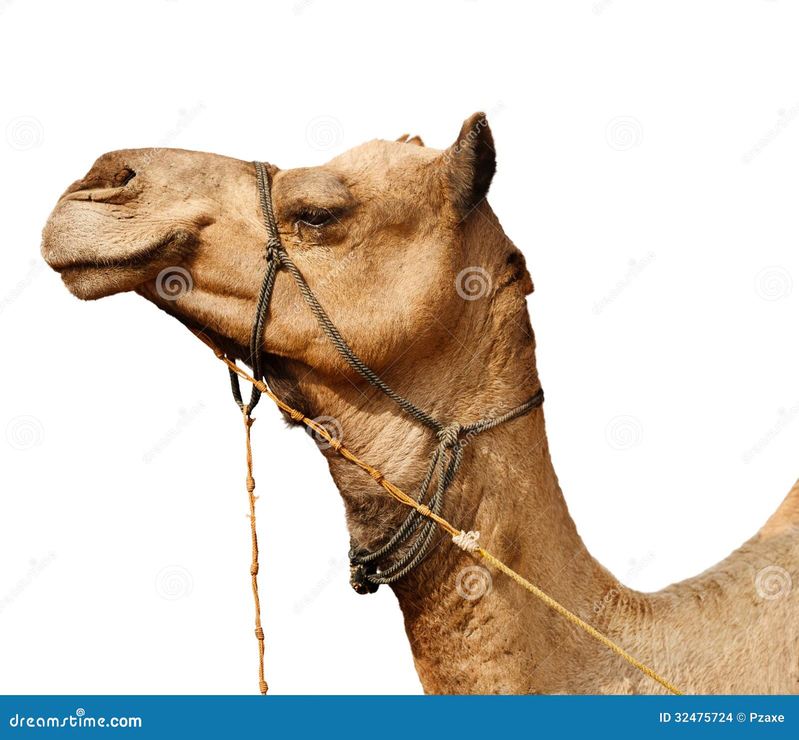 Young Camel Isolated on White Background Stock Photo - Image of ...