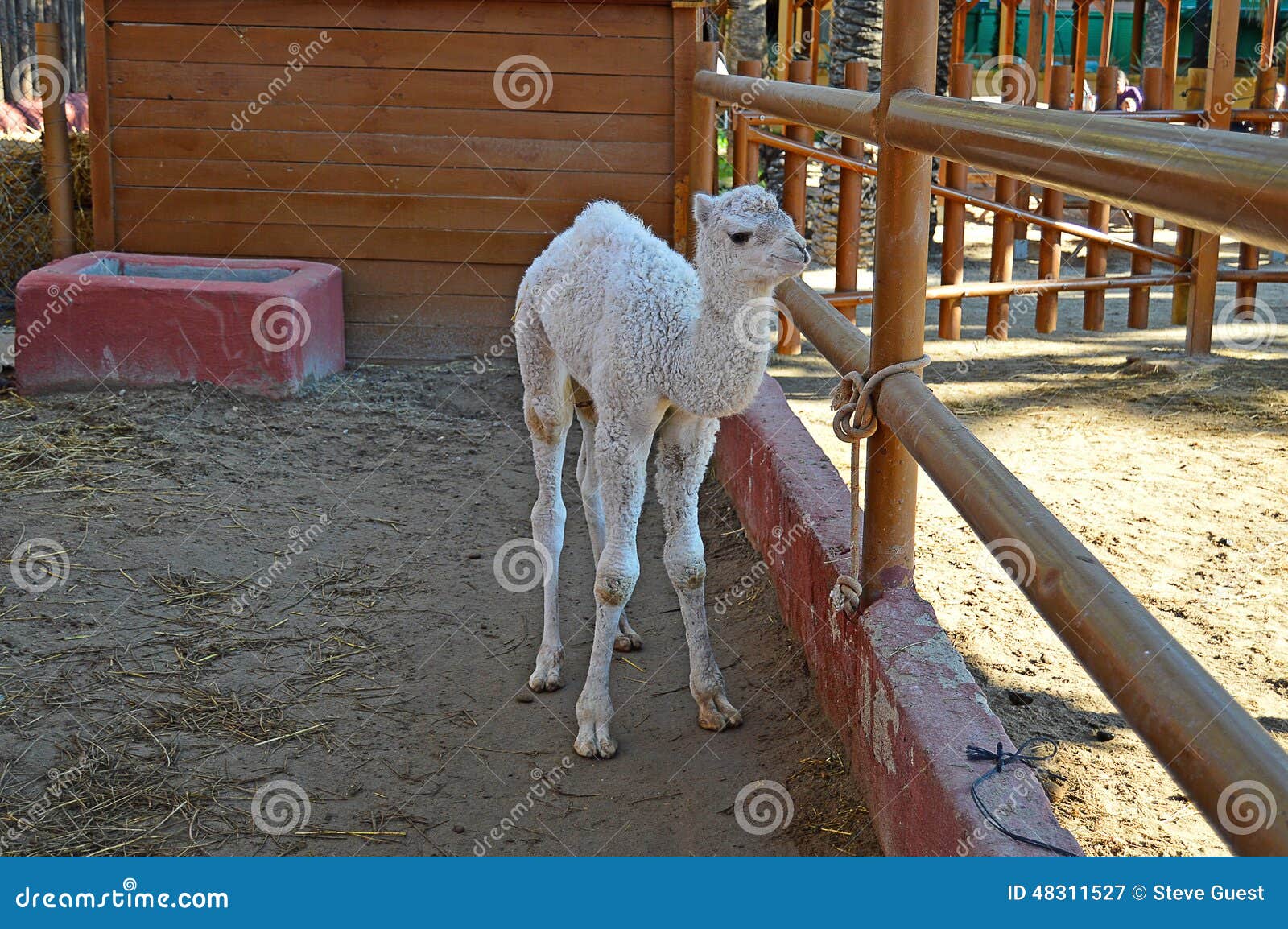 A Young Camel - Baby Born at Safari Park Stock Image - Image of camel ...