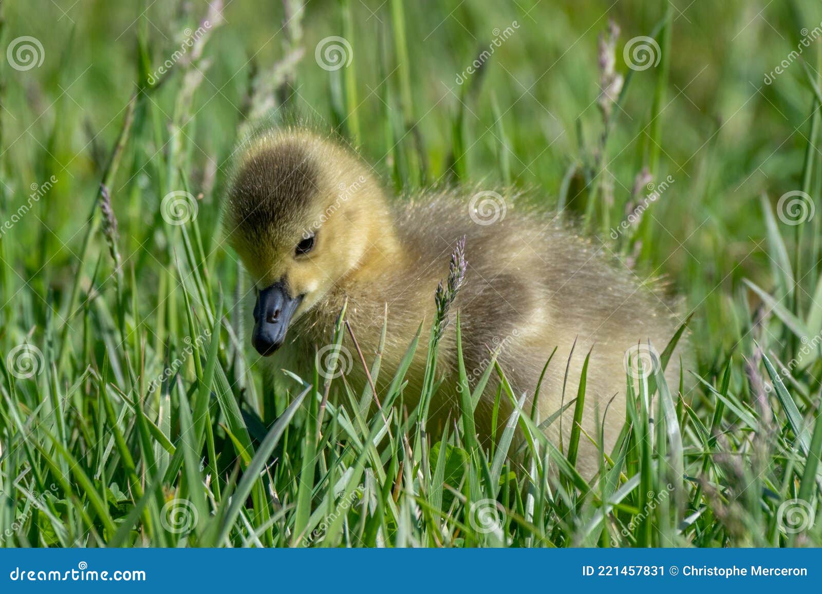 Young Canada Geese Running in the Green Grass Stock Image - Image of ...