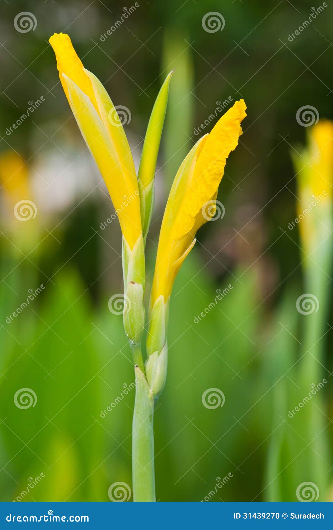 Young canna flower stock photo. Image of outdoor, tree - 31439270