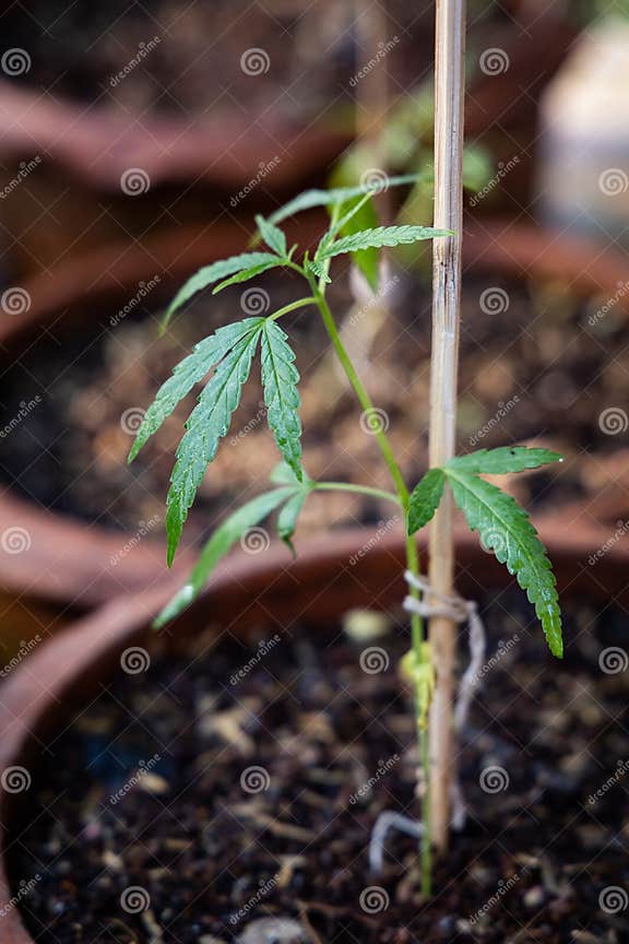 Young Cannabis Tree Growing in the Pot Stock Photo - Image of botanical ...
