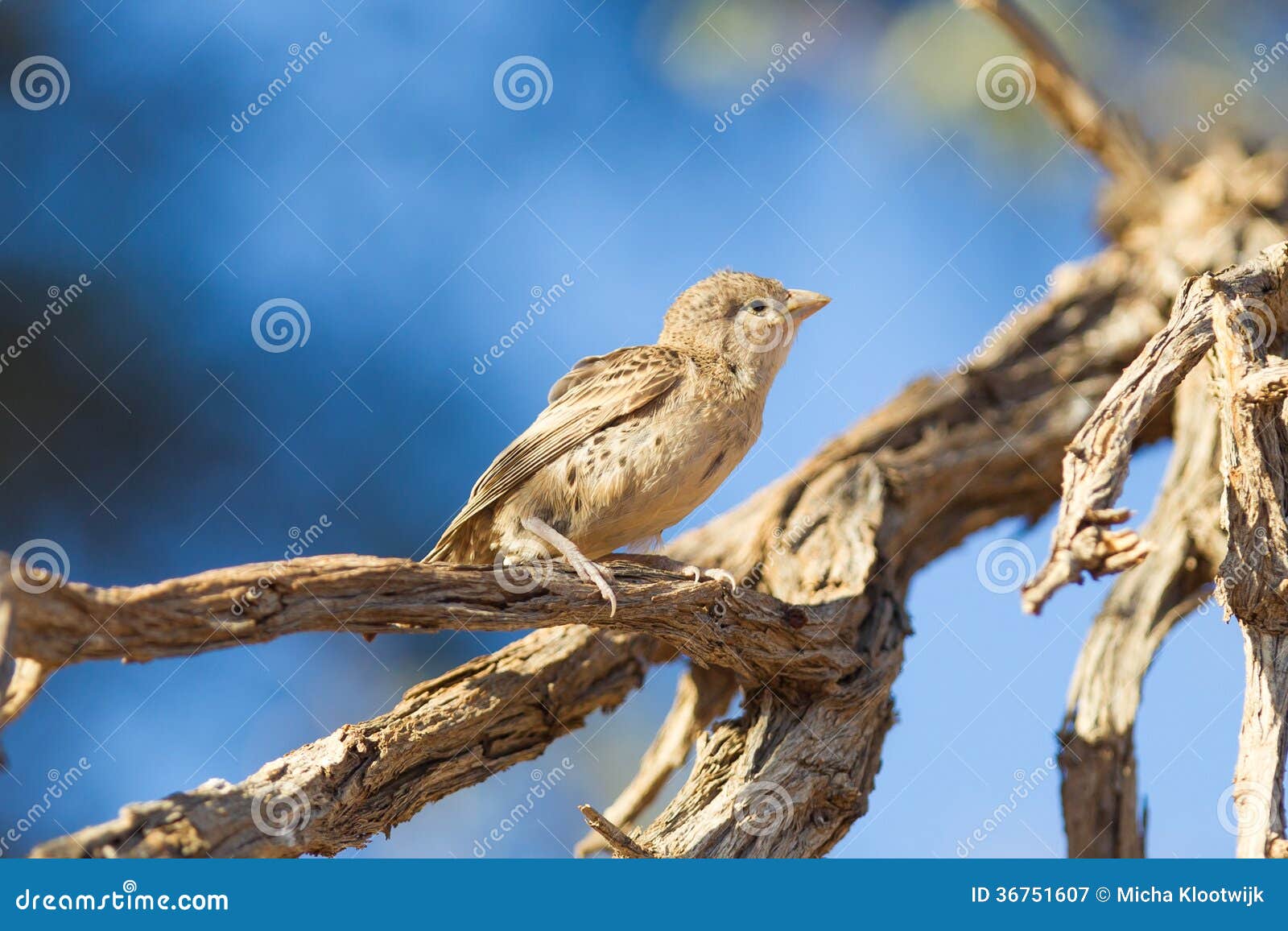Young Cape Sparrow (Passer Melanurus) Stock Image - Image of grey ...