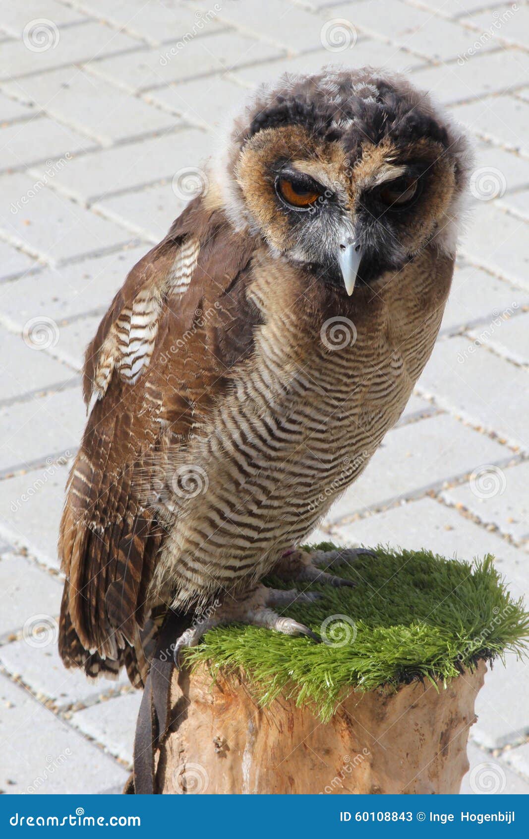 Young Sensitive Tawny Owl on a Tree Trunk in Close Up Stock Image ...