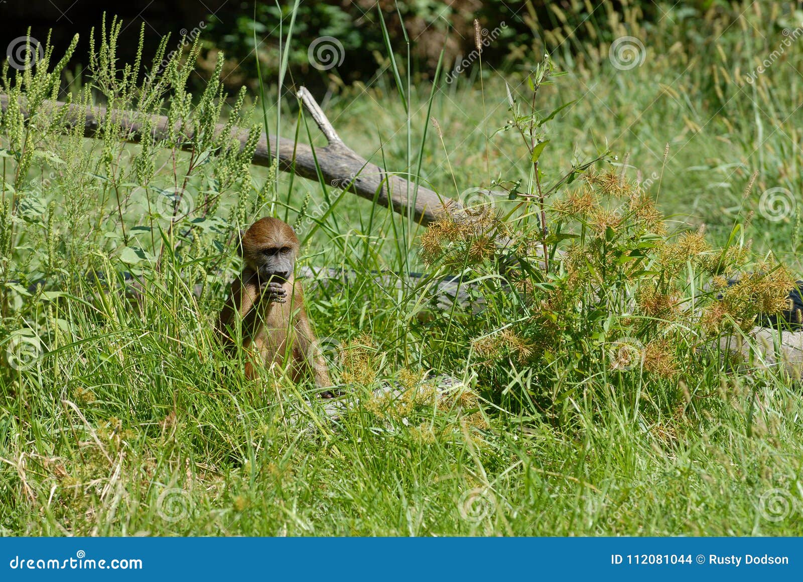 Young Baboon stock photo. Image of green, grass, baboon - 112081044