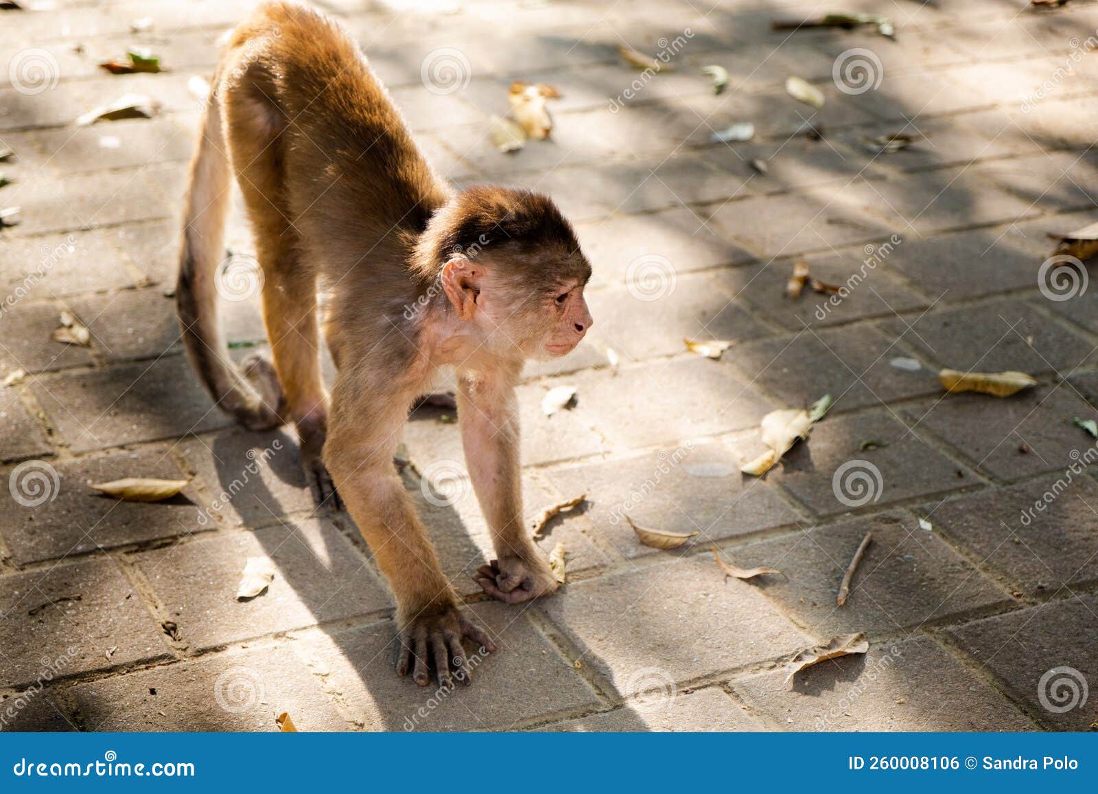 A Young Capuchin Monkey Walking on the Street Stock Photo - Image of ...