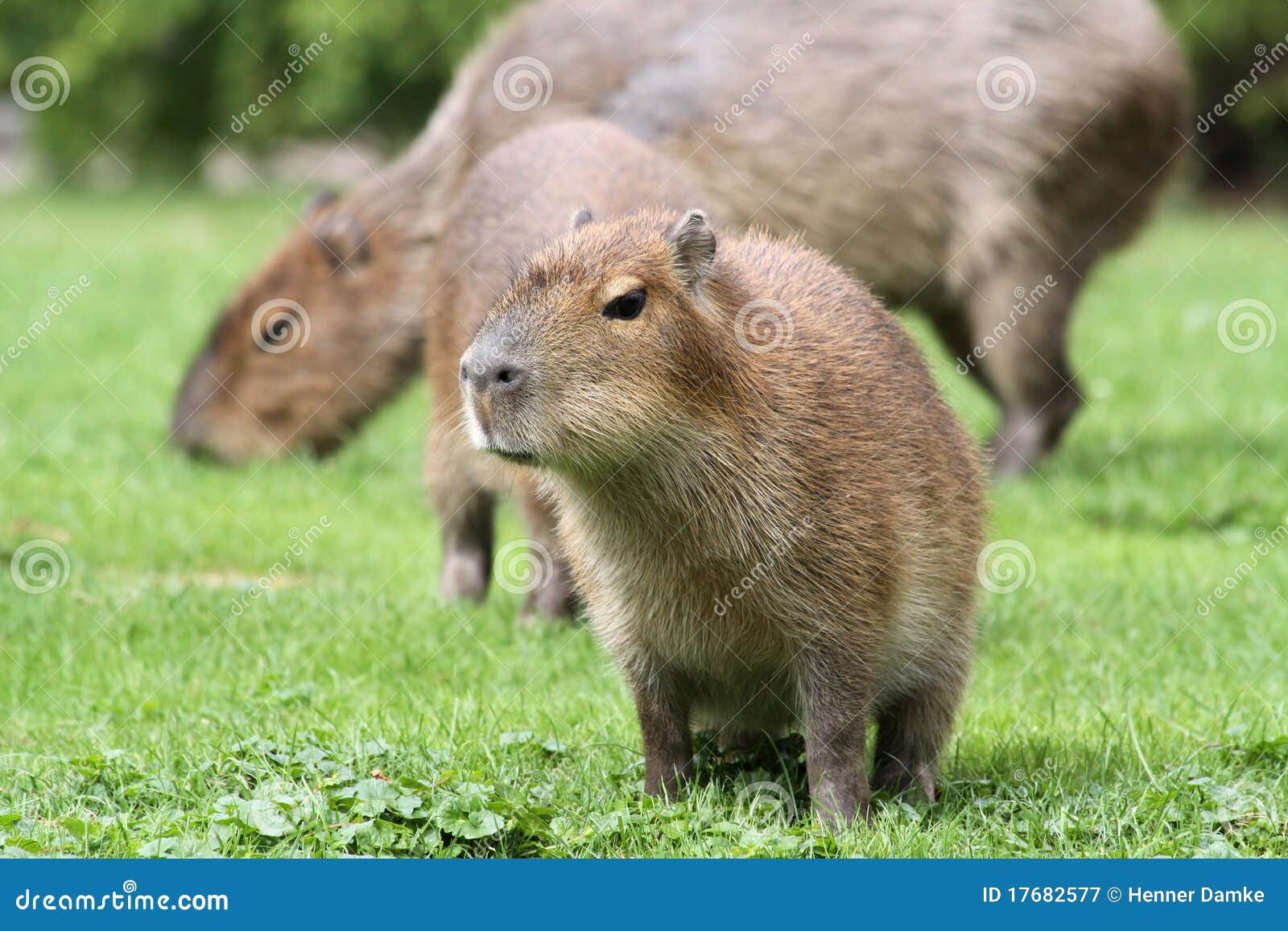 Top View Capybara In Water Royalty-Free Stock Photo | CartoonDealer.com ...