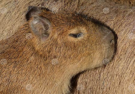 Young Capybara stock photo. Image of rodent, hydrochoerus - 22258518