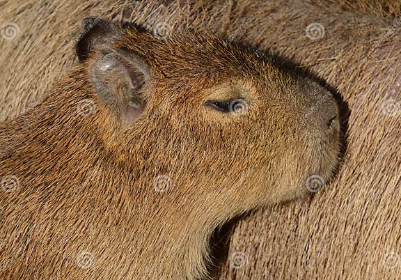 Young Capybara stock photo. Image of rodent, hydrochoerus - 22258518
