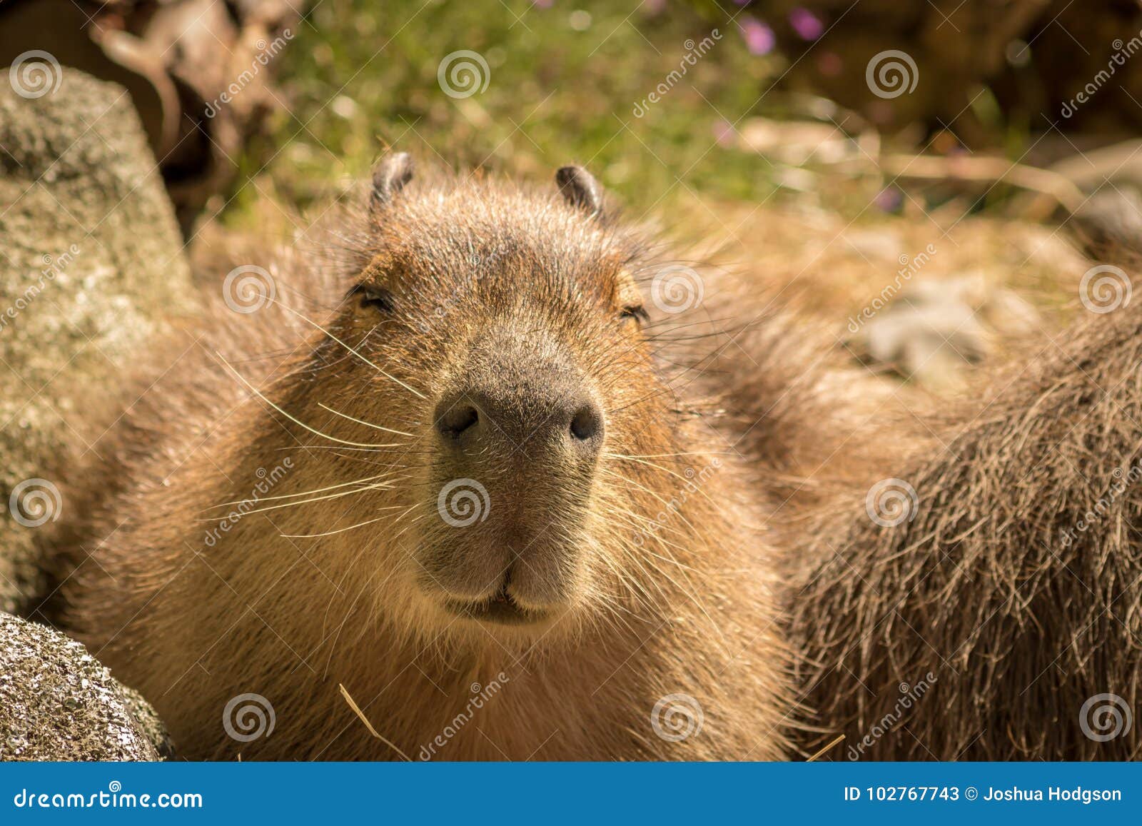 Young Capybara Cute Face Sleeping in Sun Stock Image - Image of rodent ...