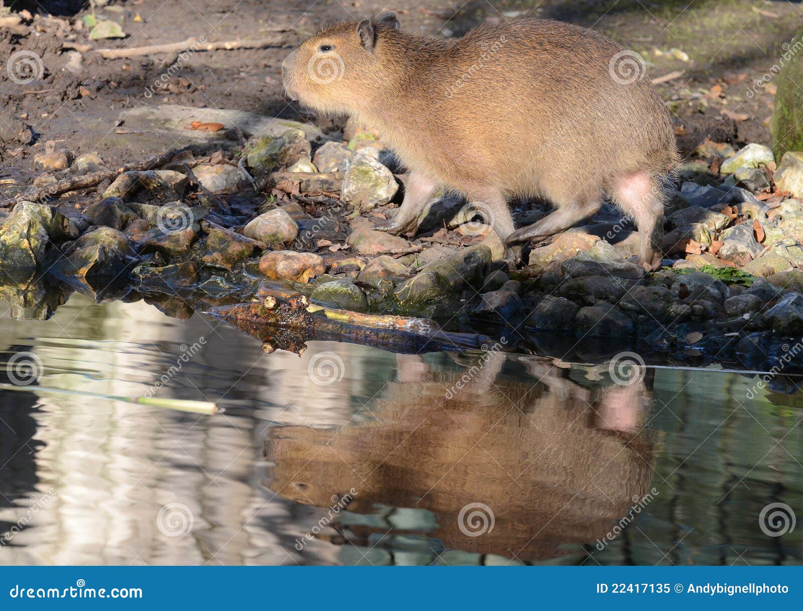 Young Capybara Sitting On The Ground Stock Photography | CartoonDealer ...