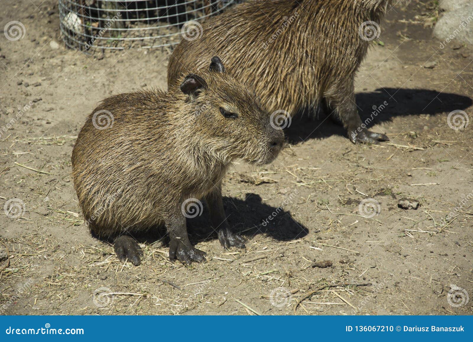 Young Capybara Sitting on the Ground Stock Photo - Image of meadow ...