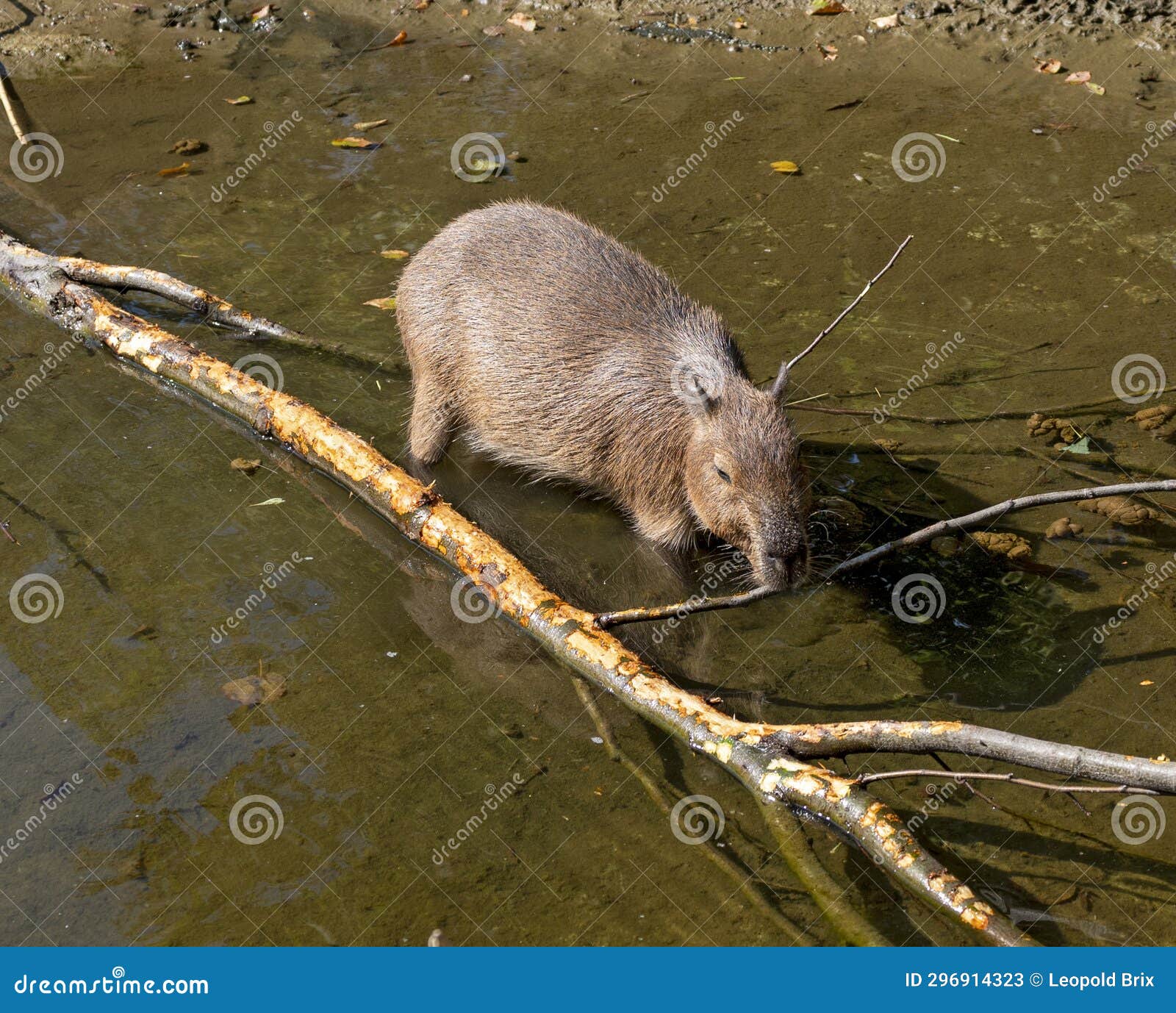 Young Capybara in a pond stock image. Image of young - 296914323
