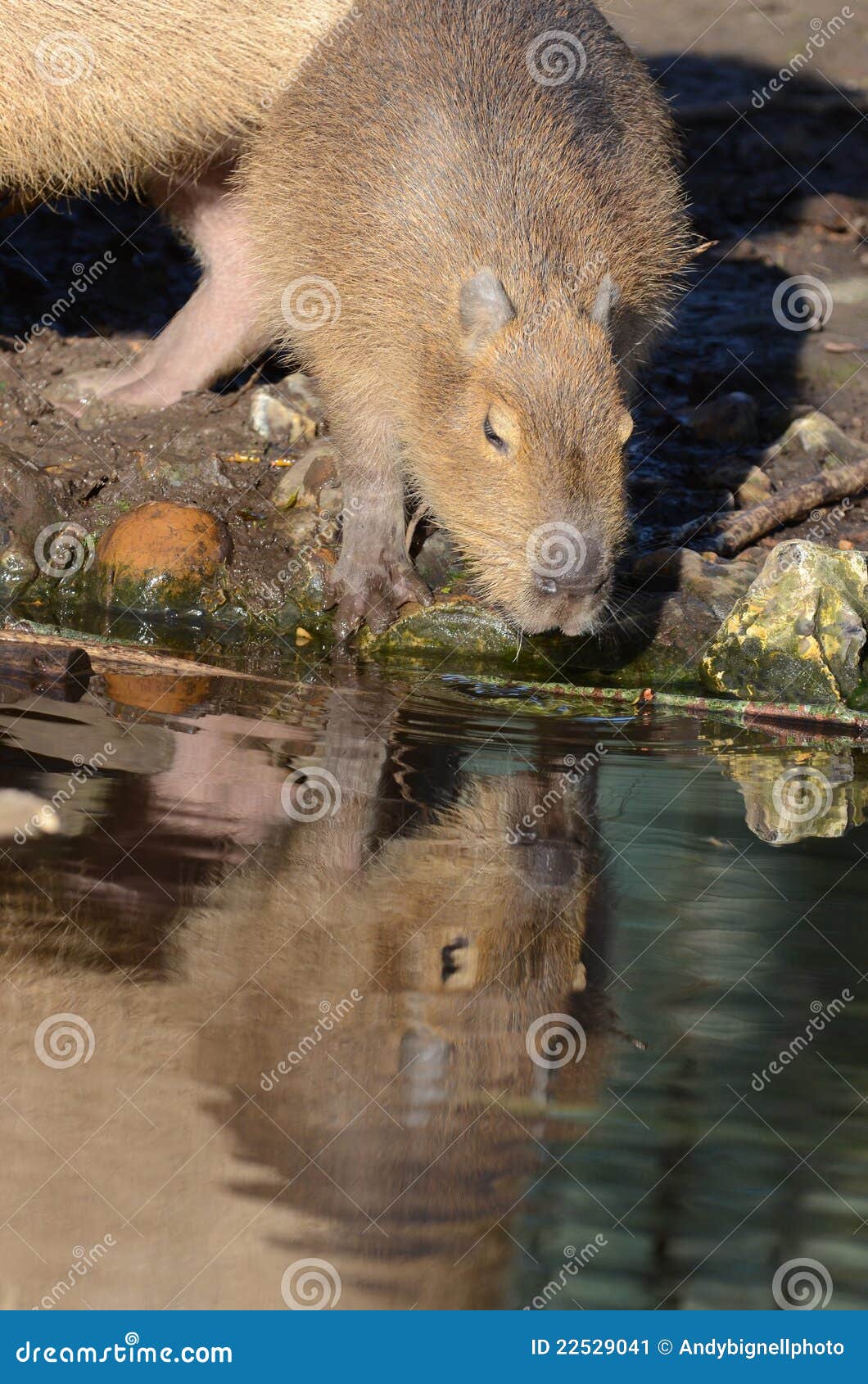 Young Capybara Taking a Drink Stock Image - Image of aquatic, capybara ...
