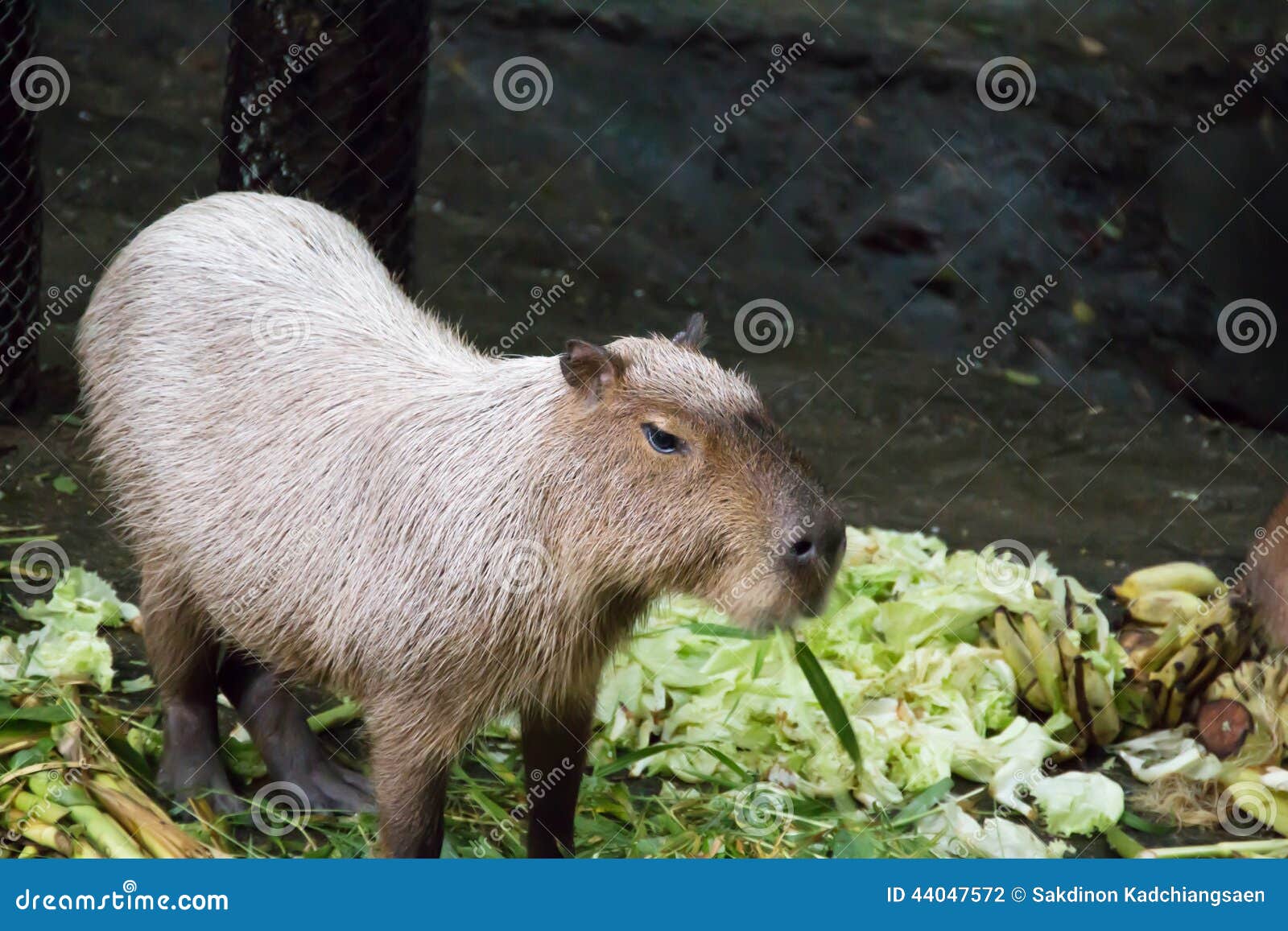 Young capybara stock photo. Image of aquatic, south, zoology - 44047572