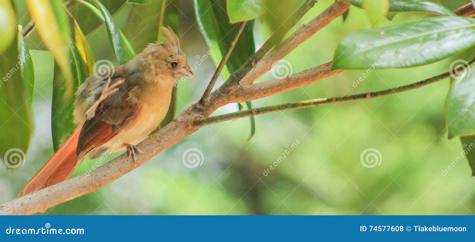 Young Cardinal - Scratch that Itch Stock Photo - Image of tree, perched ...