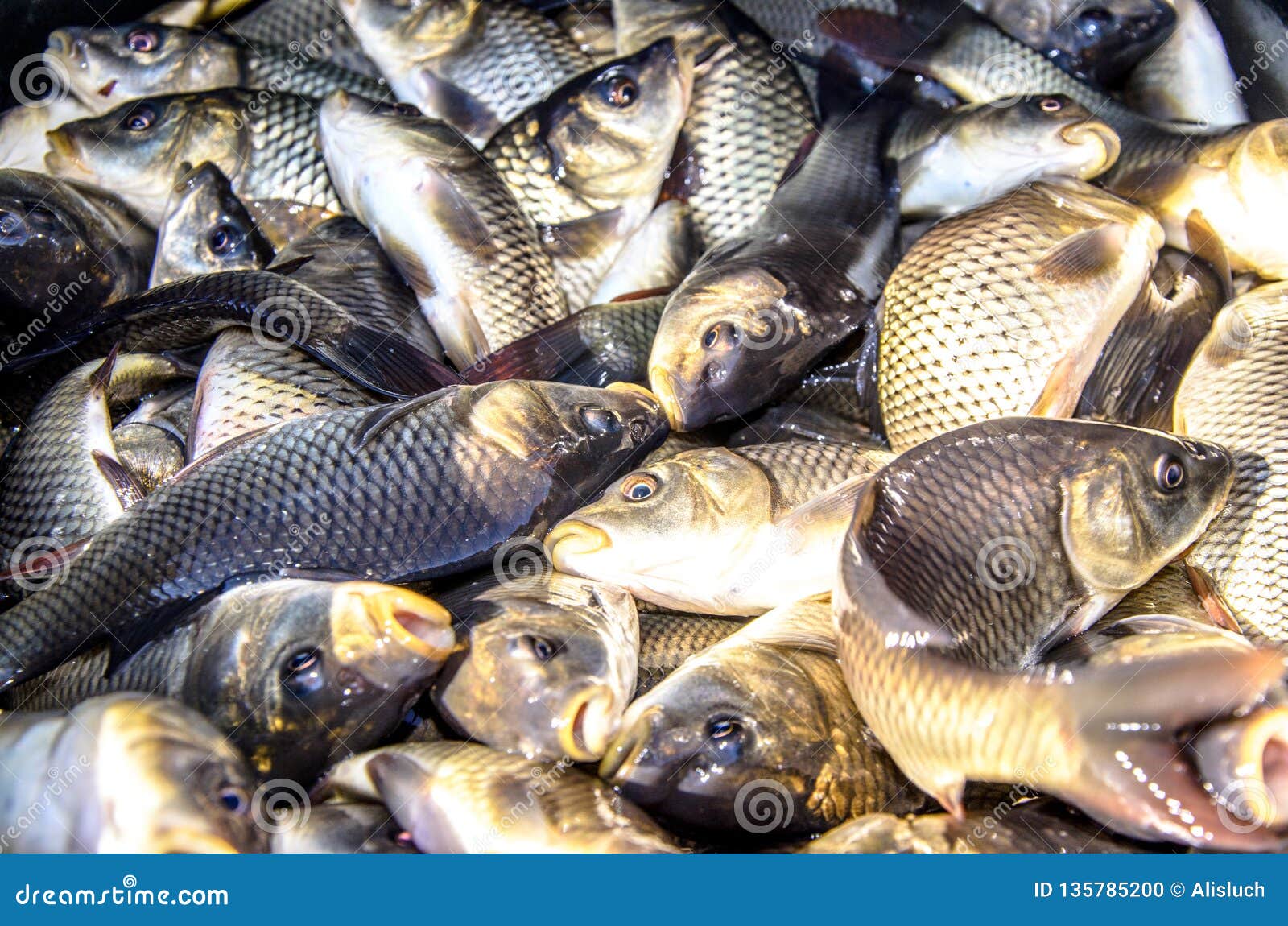 Young Carp Fish from a Fish Farm in a Barrel are Transported for ...