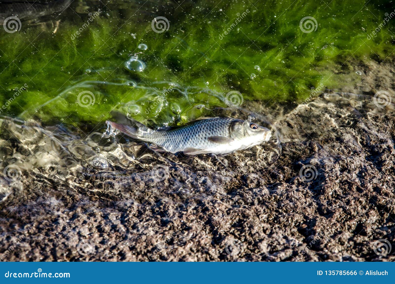 Young Carp Fish from Fish Farms Released into the Reservoir Stock Photo ...