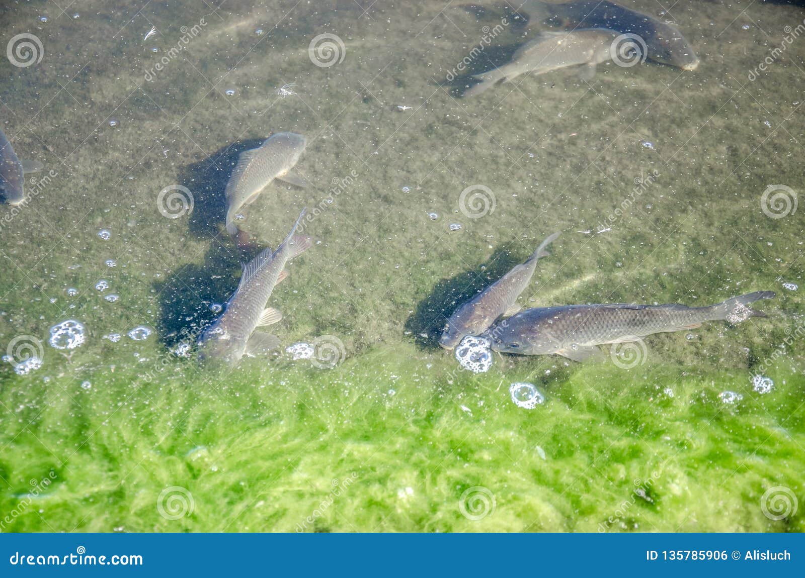 Young Carp Fish from Fish Farms Released into the Reservoir Stock Photo ...