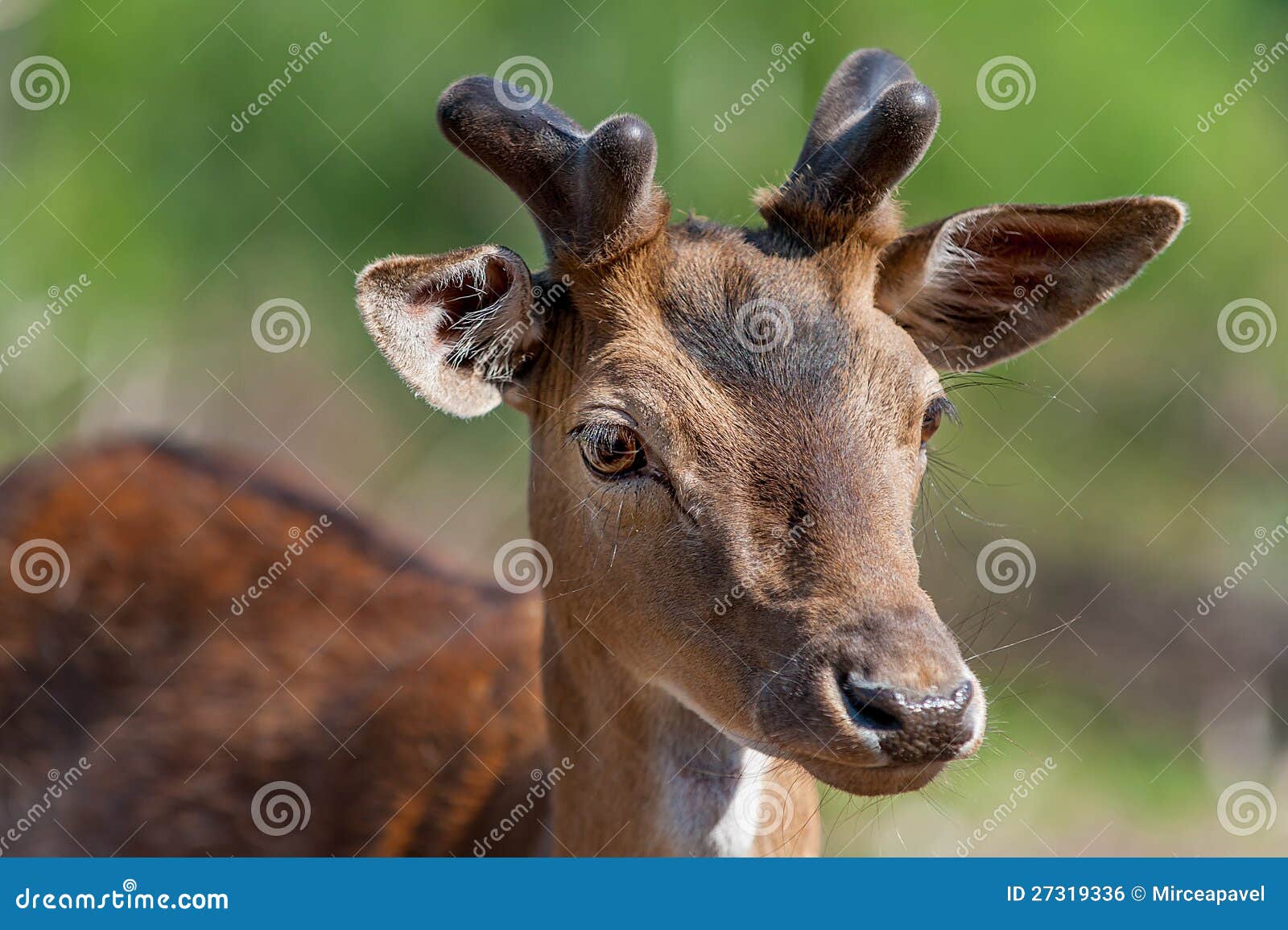 Young Carpathian stag stock photo. Image of wildlife - 27319336