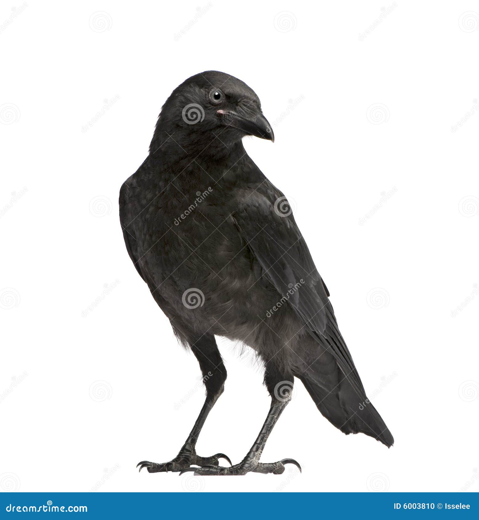 Young Carrion Crow - Corvus Corone (3 Months) Stock Photo - Image of ...