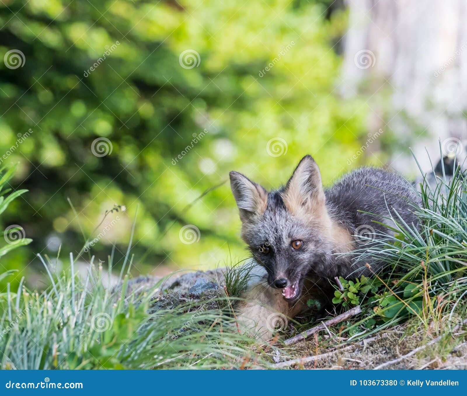 Young Cascade Red Fox Playing Stock Photo - Image of running, meadow ...