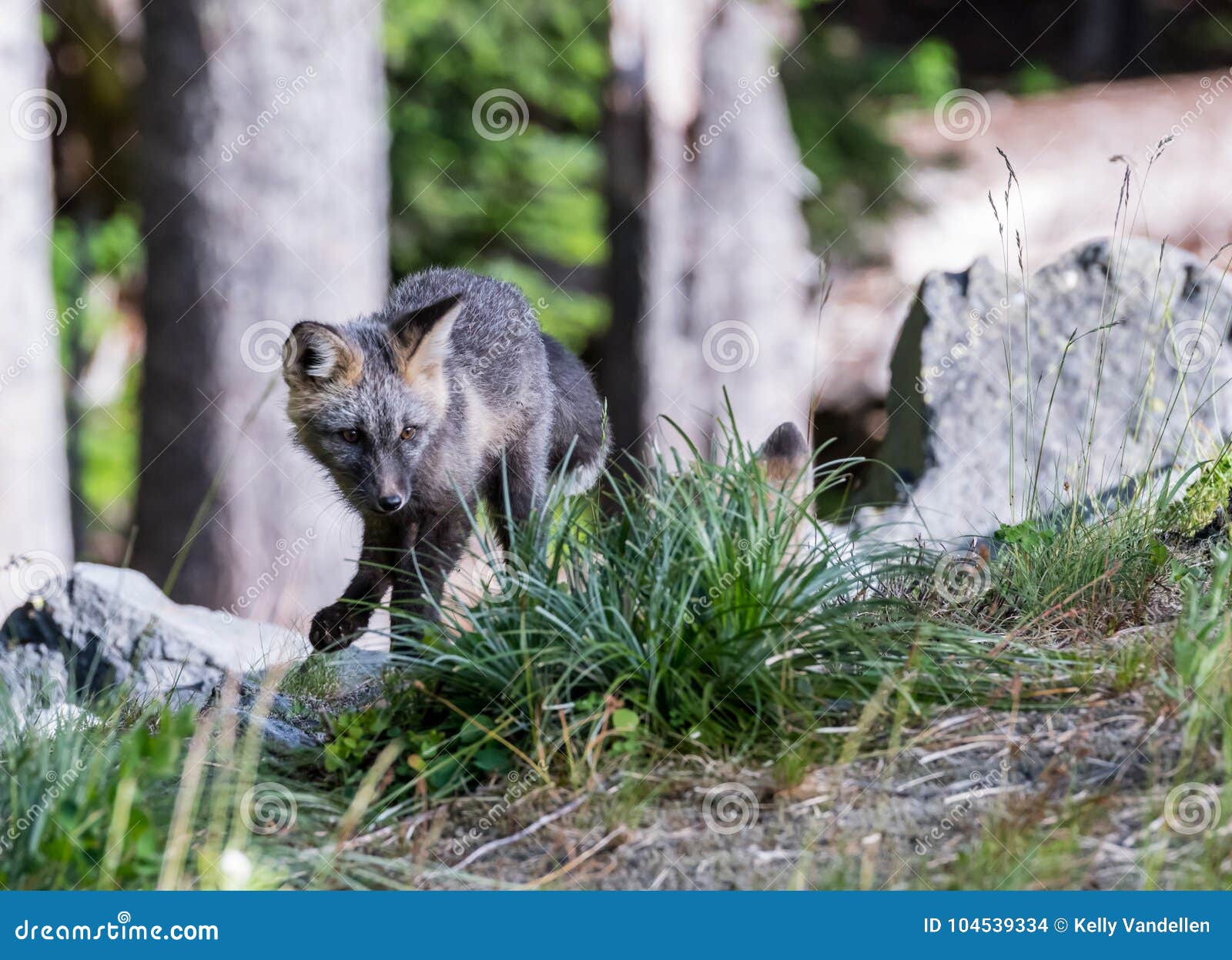 Young Cascade Red Fox Stalks Stock Photo - Image of brown, playing ...