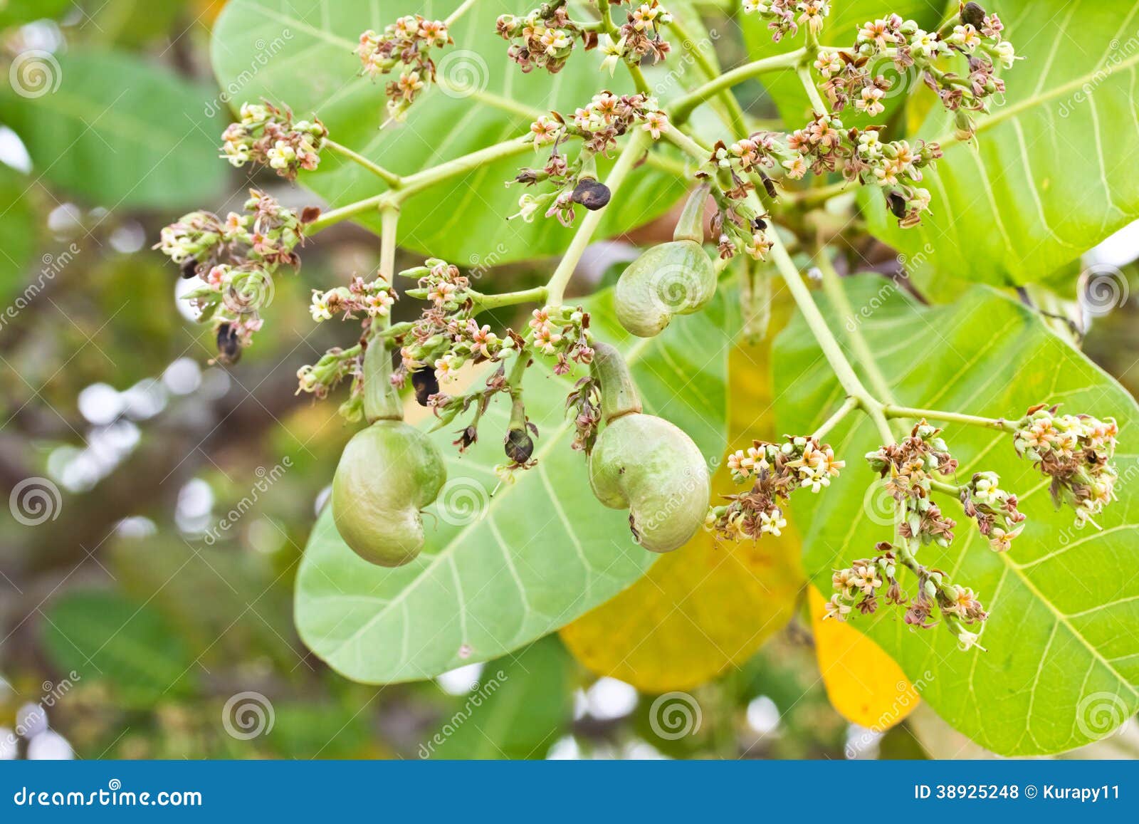 Young cashew nut on tree stock photo. Image of tree, cashew - 38925248