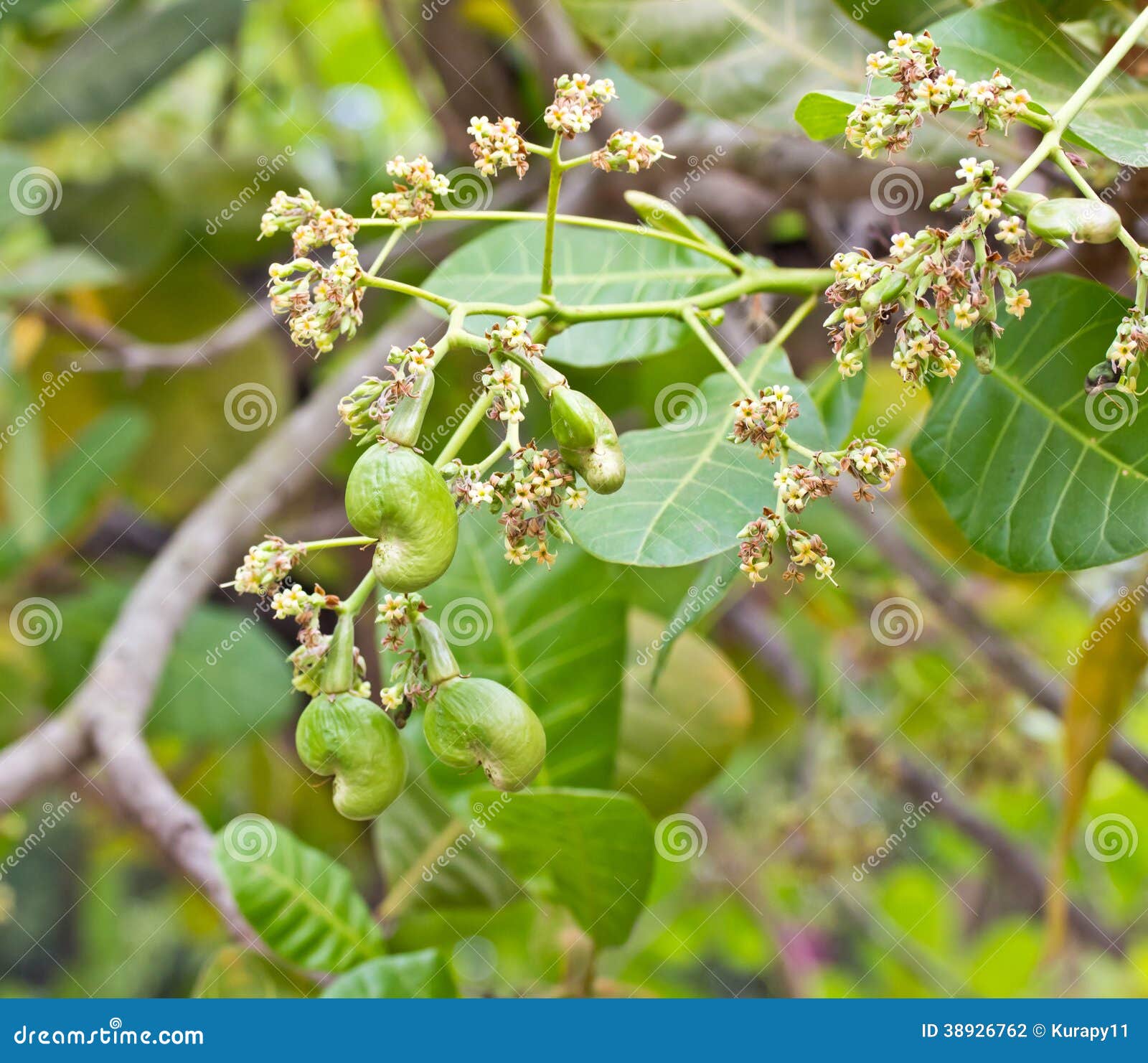 Young cashew nut on tree stock photo. Image of tropical - 38926762