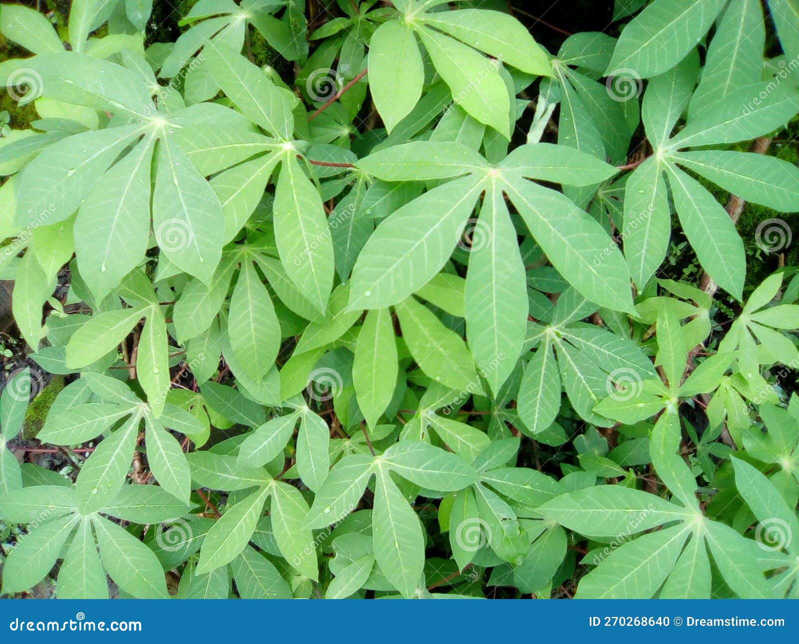 Young Cassava Leaves Are Green And Brownish Red Stock Photo ...