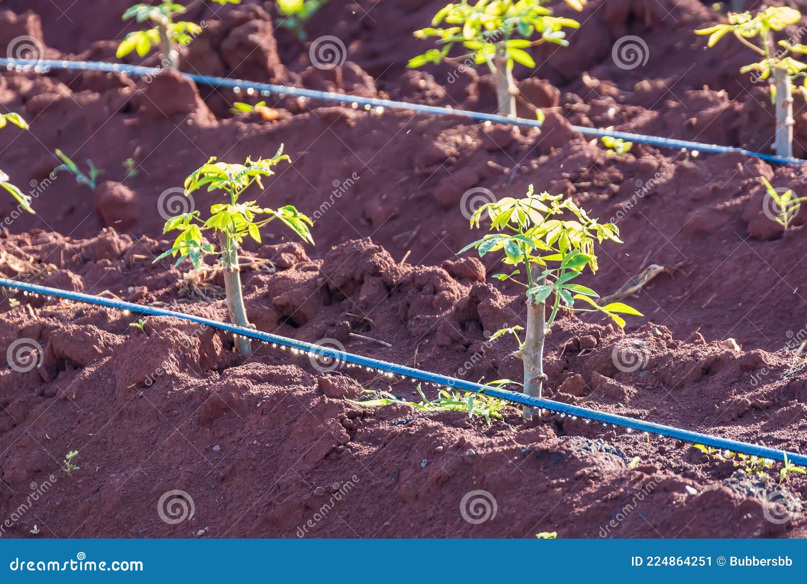 Young Cassava Tapioca Field Red Soil Stock Image | CartoonDealer.com ...