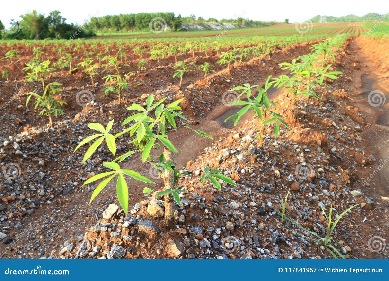 Young Cassava Tapioca Field Red Soil Stock Image - Image of country ...